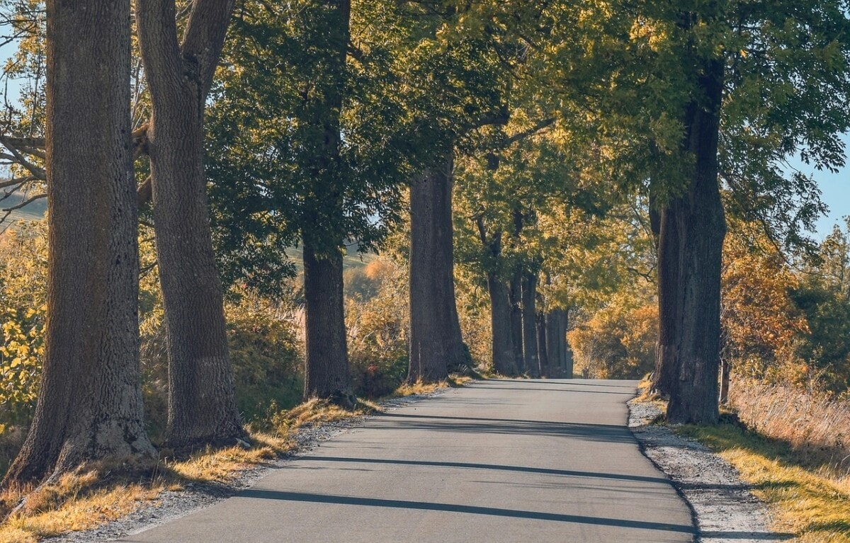 From Overgrowth To Risk: Signs Your Commercial Trees Need Attention